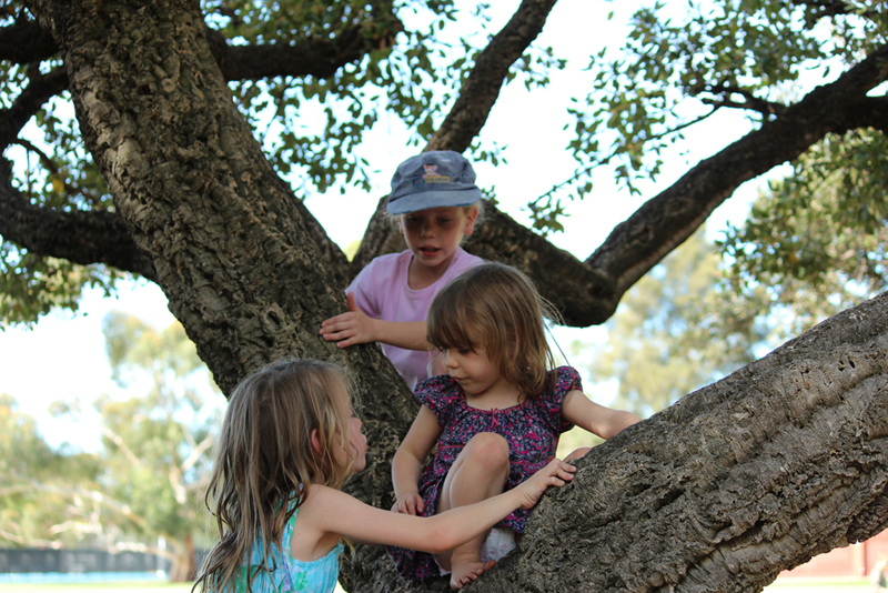 Plant trees – Your grandchildren will breathe easy and the water will ...
